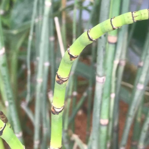 Equisetum hyemale | Rough horsetail - Leafy plants catalog - GCI