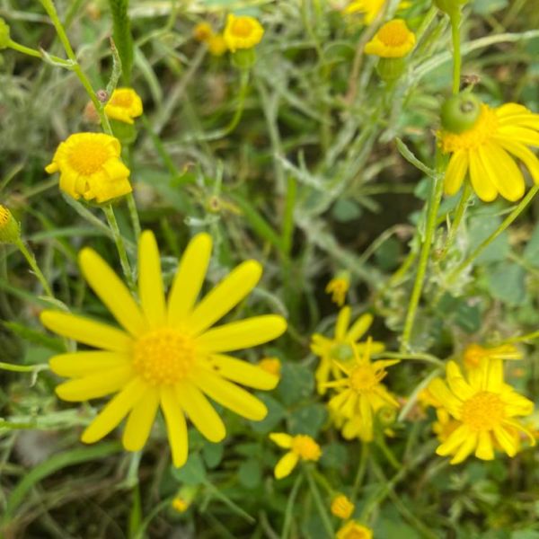 Senecio flaccidus | Threadleaf ragwort - Green Cover Initiative