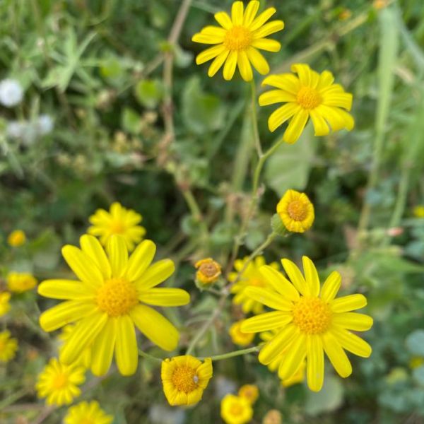 Senecio flaccidus | Threadleaf ragwort - Green Cover Initiative