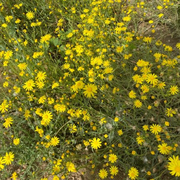 Senecio flaccidus | Threadleaf ragwort - Green Cover Initiative