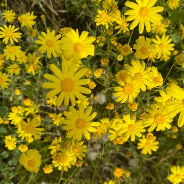 Senecio flaccidus | Threadleaf ragwort - Green Cover Initiative