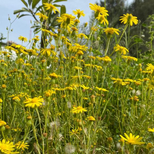 Senecio flaccidus | Threadleaf ragwort - Green Cover Initiative