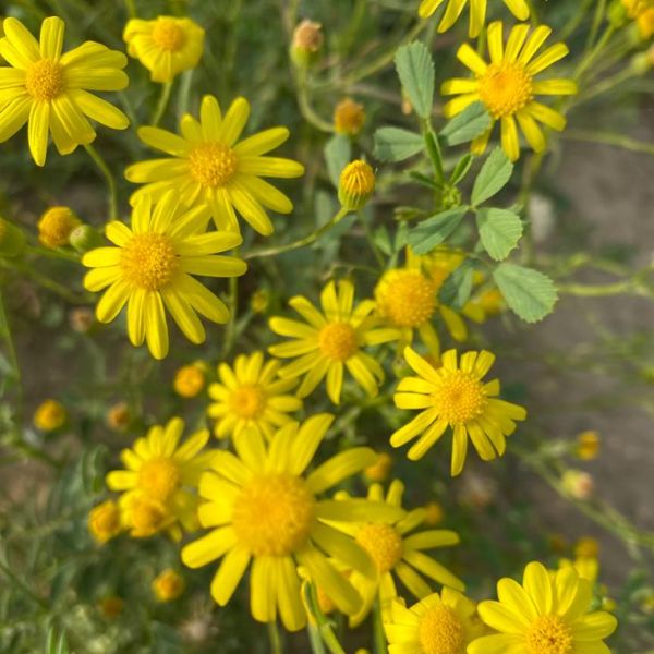 Senecio flaccidus | Threadleaf ragwort - Green Cover Initiative