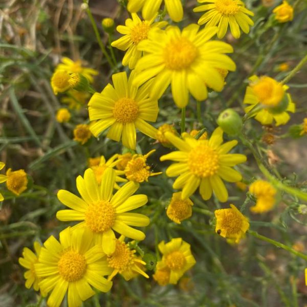 Senecio flaccidus | Threadleaf ragwort - Green Cover Initiative