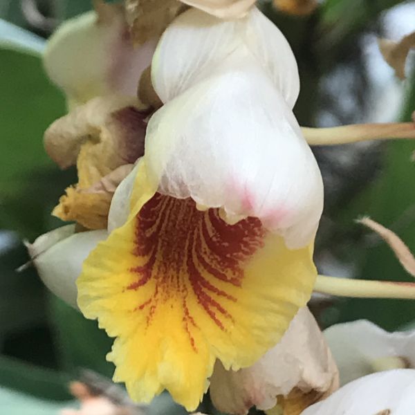 Alpinia Zerumbet | Shell ginger | Butterfly ginger | Variegated ginger