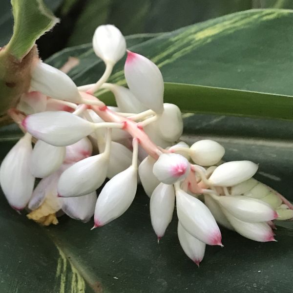 Alpinia Zerumbet | Shell ginger | Butterfly ginger | Variegated ginger