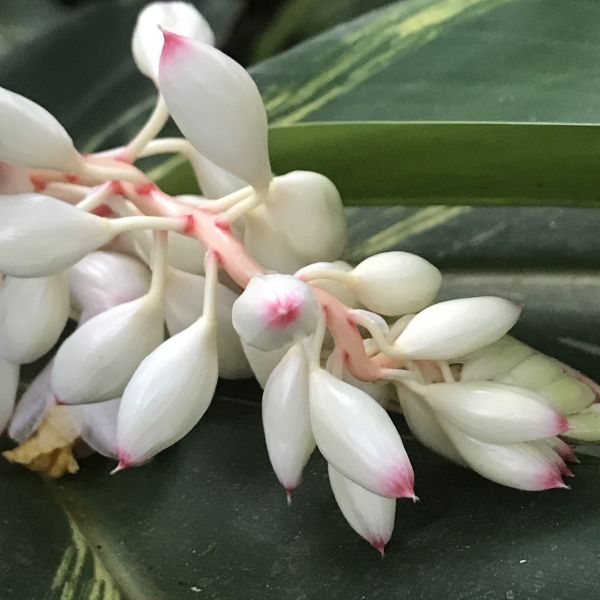 Alpinia Zerumbet | Shell ginger | Butterfly ginger | Variegated ginger