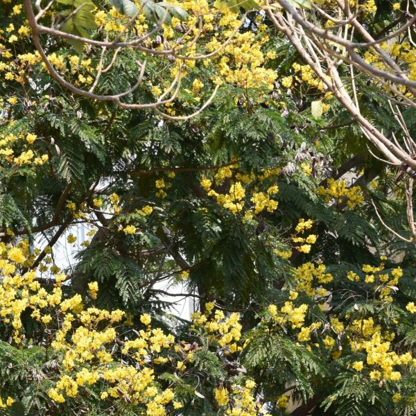 Peltophorum Pterocarpum | Yellow flame | Yellow flame-tree - Green Catalog