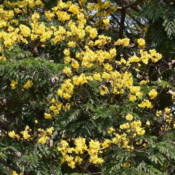 Peltophorum Pterocarpum | Yellow flame | Yellow flame-tree - Green Catalog