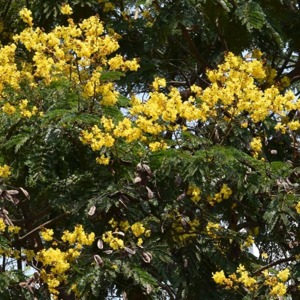 Peltophorum Pterocarpum | Yellow flame | Yellow flame-tree - Green Catalog