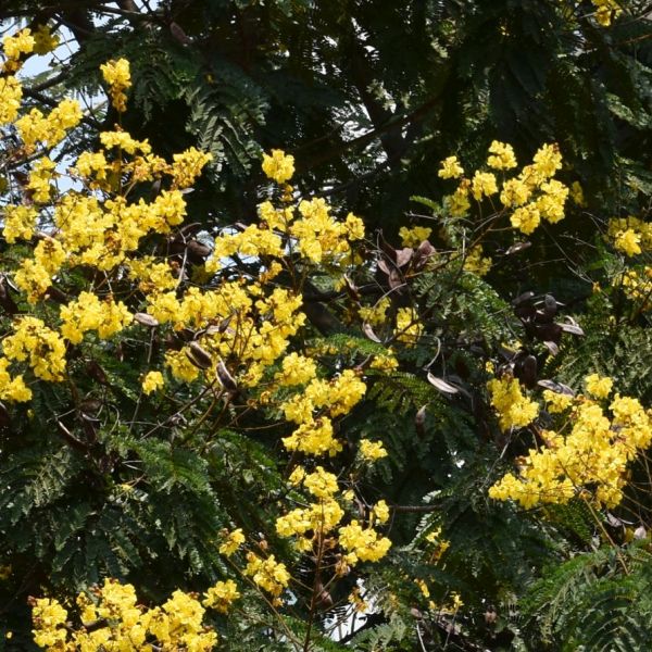 Peltophorum Pterocarpum | Yellow flame | Yellow flame-tree - Green Catalog