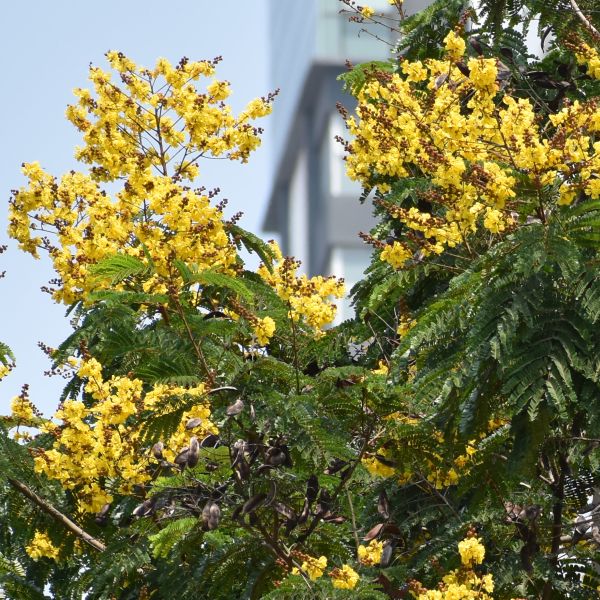 Peltophorum Pterocarpum | Yellow flame | Yellow flame-tree - Green Catalog