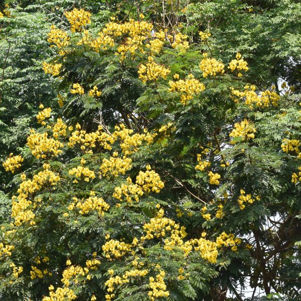 Peltophorum Pterocarpum | Yellow flame | Yellow flame-tree - Green Catalog