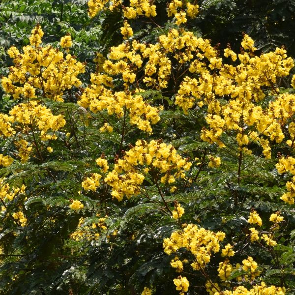 Peltophorum Pterocarpum | Yellow flame | Yellow flame-tree - Green Catalog