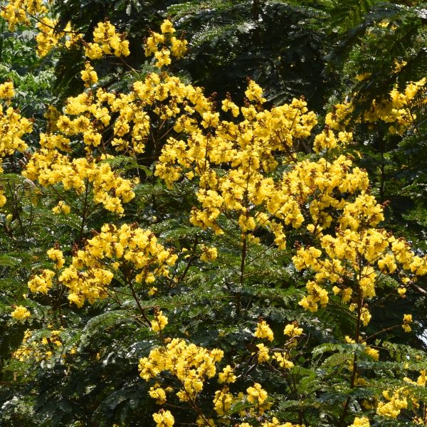 Peltophorum Pterocarpum | Yellow flame | Yellow flame-tree - Green Catalog