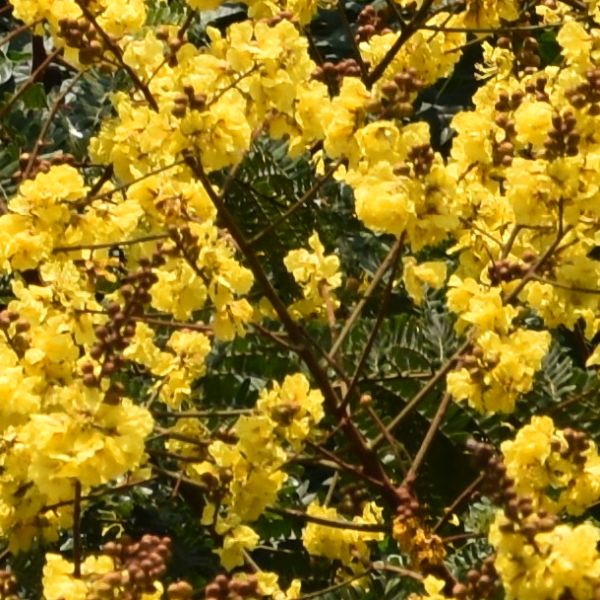 Peltophorum Pterocarpum | Yellow flame | Yellow flame-tree - Green Catalog