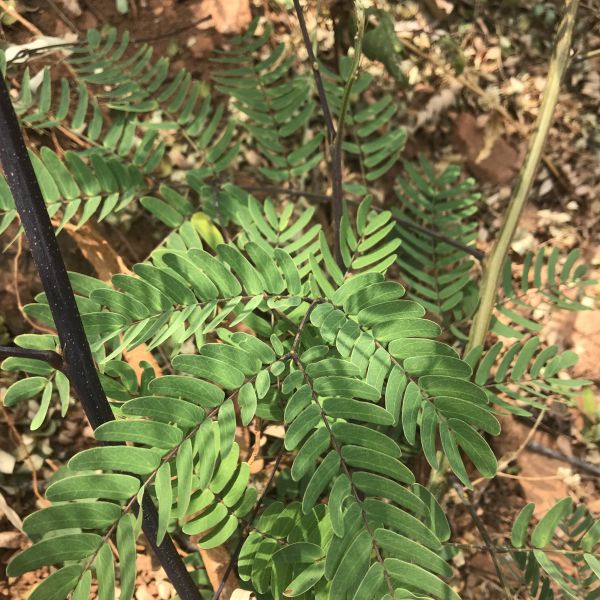 Albizia odoratissima | Black siris - Green Cover Initiative