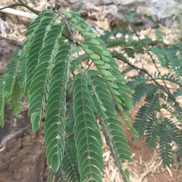 Albizia odoratissima | Black siris - Green Cover Initiative
