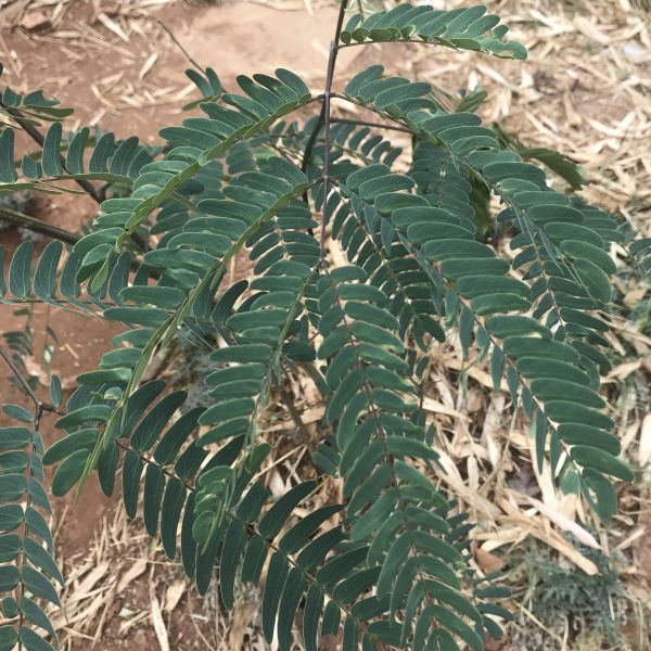 Albizia odoratissima | Black siris - Green Cover Initiative