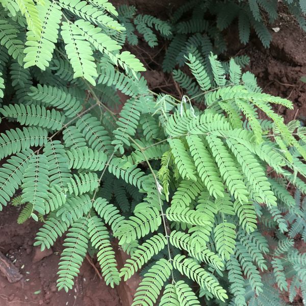 Albizia odoratissima | Black siris - Green Cover Initiative