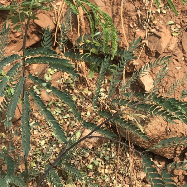 Albizia odoratissima | Black siris - Green Cover Initiative