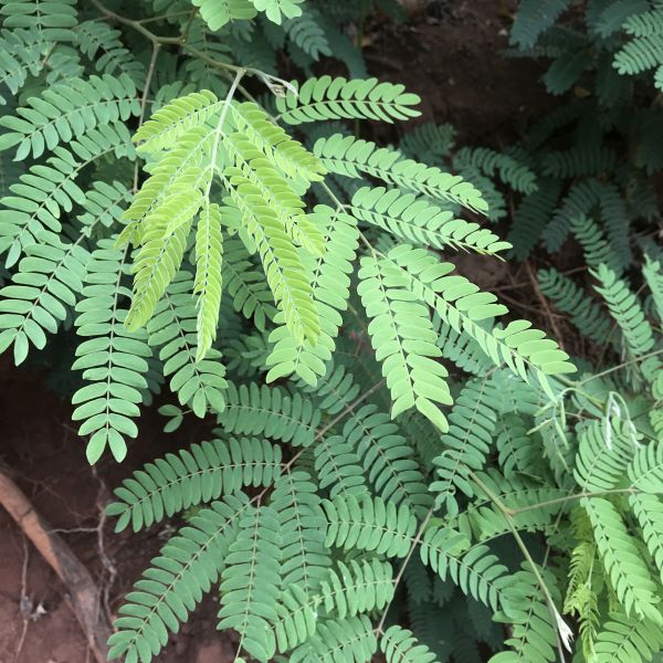 Albizia odoratissima | Black siris - Green Cover Initiative