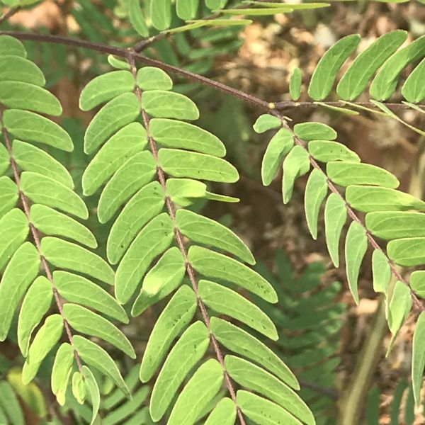 Albizia odoratissima | Black siris - Green Cover Initiative