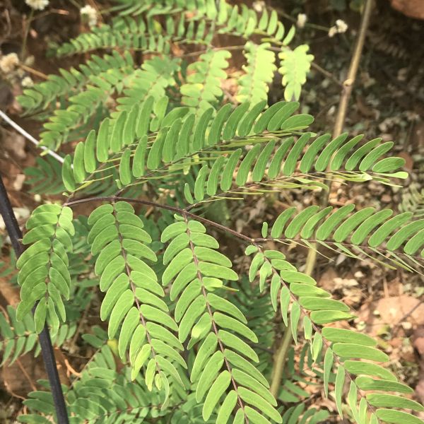 Albizia odoratissima | Black siris - Green Cover Initiative