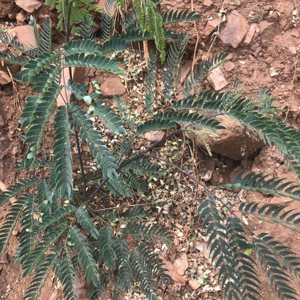 Albizia odoratissima | Black siris - Green Cover Initiative