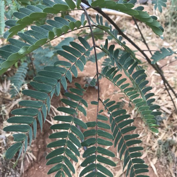 Albizia odoratissima | Black siris - Green Cover Initiative