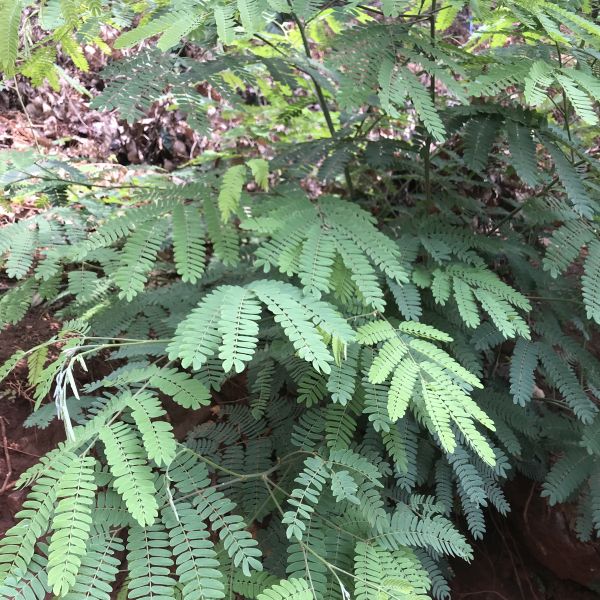 Albizia odoratissima | Black siris - Green Cover Initiative
