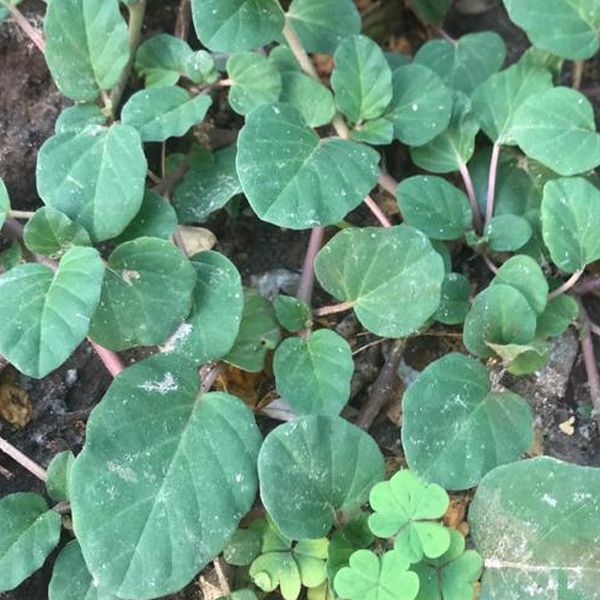 Boerhavia diffusa | Red spiderling | Punarnava - Green Cover Initiative