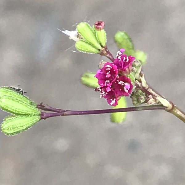 Boerhavia diffusa | Red spiderling | Punarnava - Green Cover Initiative