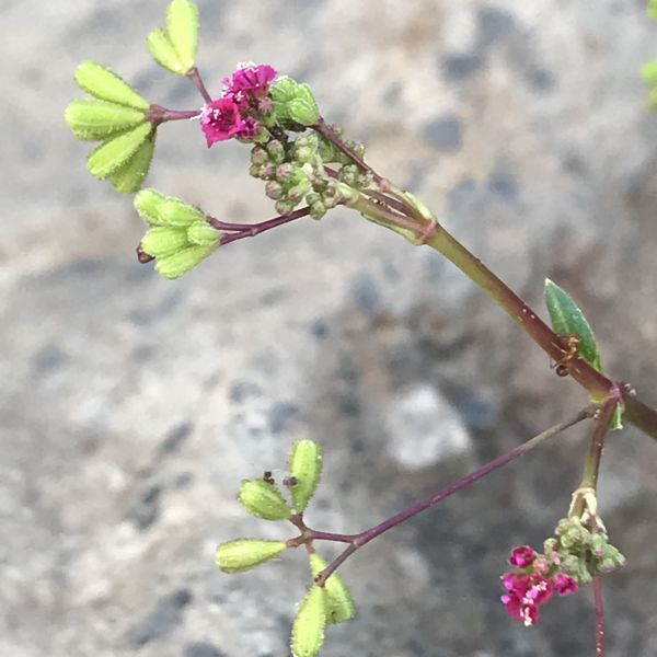 Boerhavia diffusa | Red spiderling | Punarnava - Green Cover Initiative