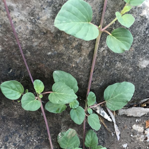 Boerhavia diffusa | Red spiderling | Punarnava - Green Cover Initiative