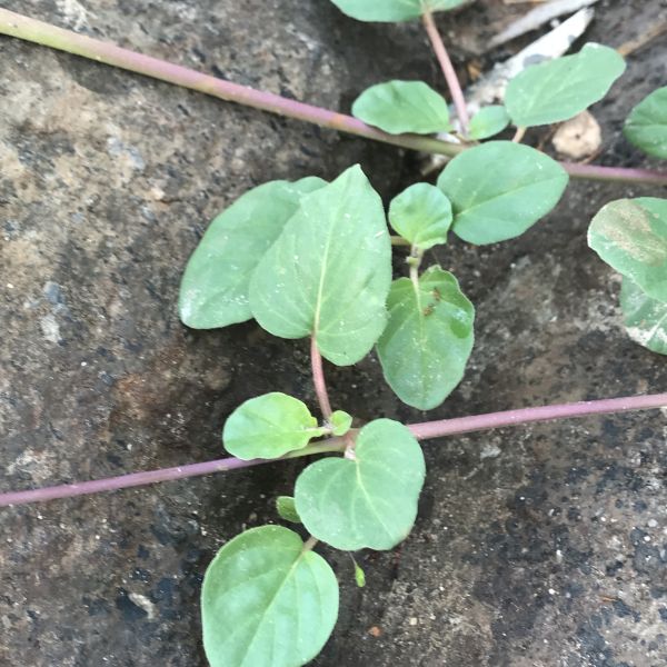 Boerhavia diffusa | Red spiderling | Punarnava - Green Cover Initiative