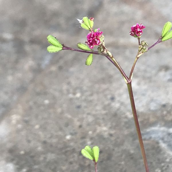 Boerhavia diffusa | Red spiderling | Punarnava - Green Cover Initiative
