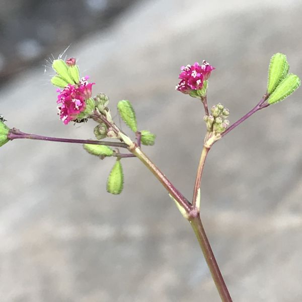 Boerhavia diffusa | Red spiderling | Punarnava - Green Cover Initiative