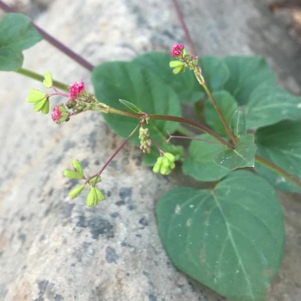 Boerhavia diffusa | Red spiderling | Punarnava - Green Cover Initiative
