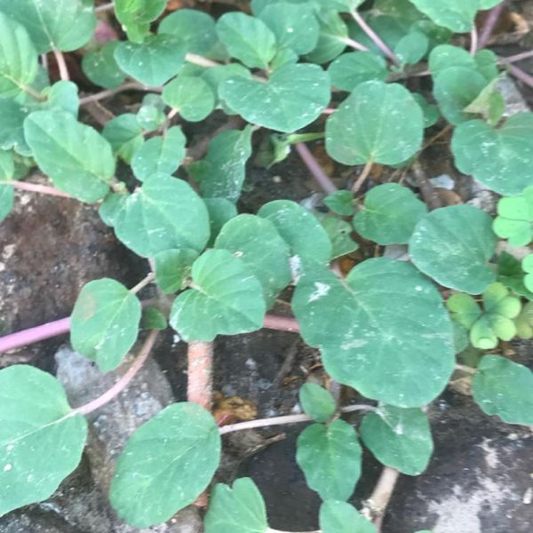 Boerhavia diffusa | Red spiderling | Punarnava - Green Cover Initiative