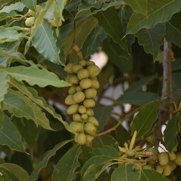 Magnolia champaca | Champak | Champa - Green Cover Initiative