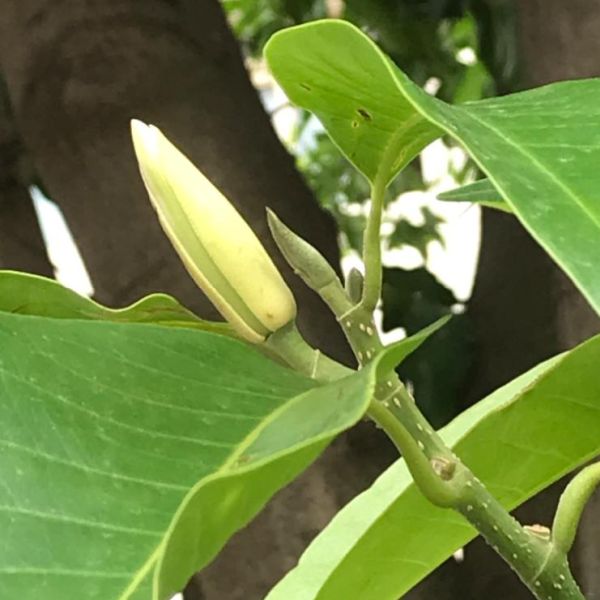 Magnolia champaca | Champak | Champa - Green Cover Initiative