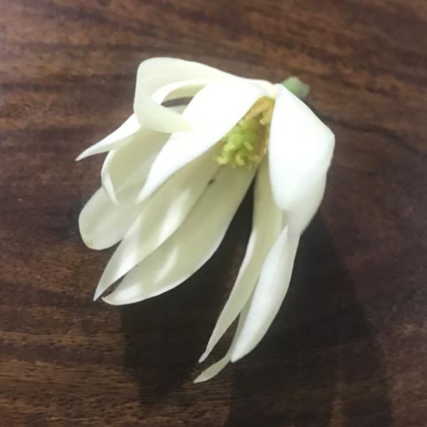 Magnolia champaca | Champak | Champa - Green Cover Initiative