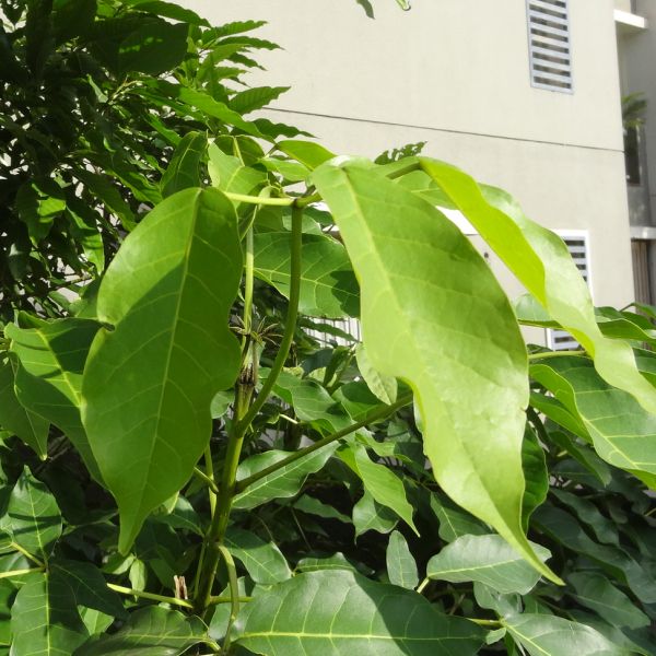 Magnolia champaca | Champak | Champa - Green Cover Initiative