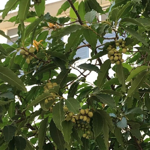 Magnolia champaca | Champak | Champa - Green Cover Initiative