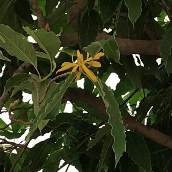 Magnolia champaca | Champak | Champa - Green Cover Initiative