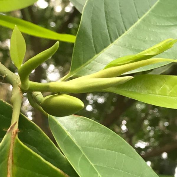 Magnolia champaca | Champak | Champa - Green Cover Initiative