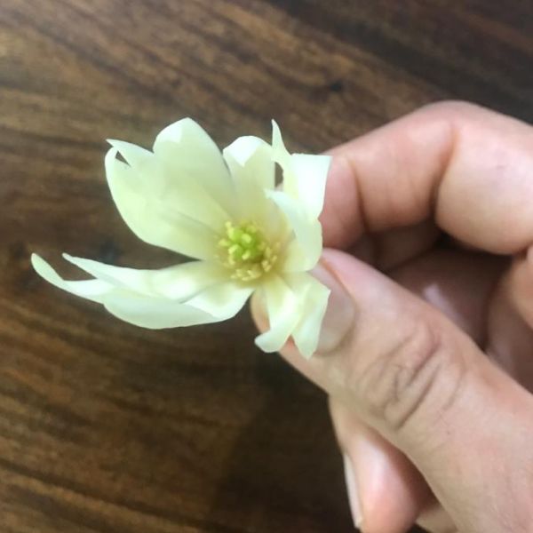 Magnolia champaca | Champak | Champa - Green Cover Initiative