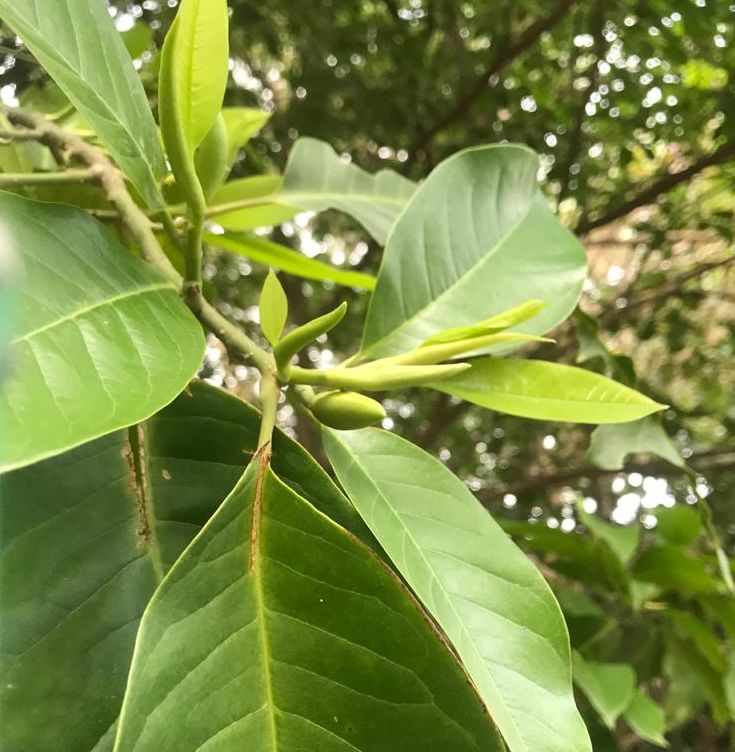 Magnolia champaca | Champak | Champa - Green Cover Initiative