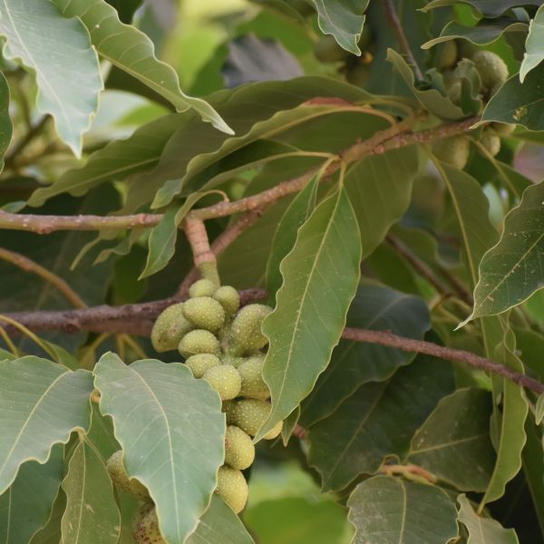 Magnolia champaca | Champak | Champa - Green Cover Initiative